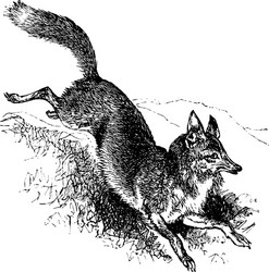 Jackal Vector Images (over 830)