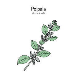 Polpala aerva lanata or mountain knotgrass Vector Image