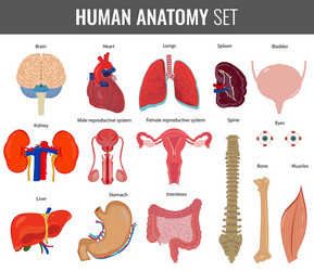 Peritoneum Vector Images (43)