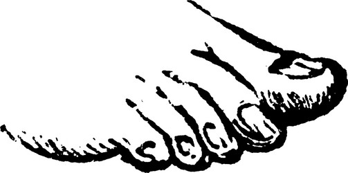 Toes Vector Images (over 17,000)