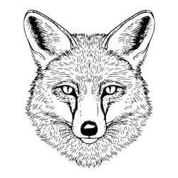 Beautiful fox head sketch hand drawn Royalty Free Vector