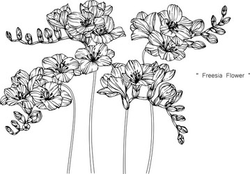 Freesia flower drawing Royalty Free Vector Image