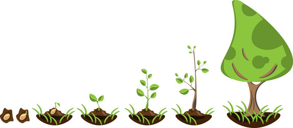 Tree Life Cycle Royalty Free Vector Image Vectorstock