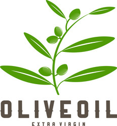 Modern olive oil logo template design Royalty Free Vector