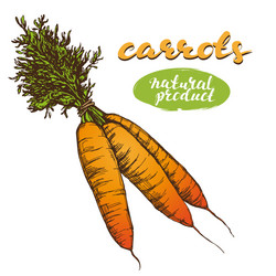 Carrot root vegetable cartoon Royalty Free Vector Image