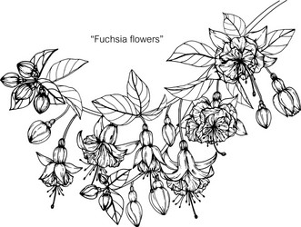 Fuchsia flower and leaf hand drawn botanical Vector Image