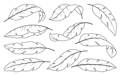 Palm Tree Leaf Outline