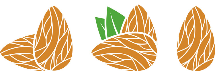 Almond Royalty Free Vector Image - VectorStock