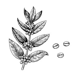 Coffee Tree Drawing Vector Images (over 2,600)