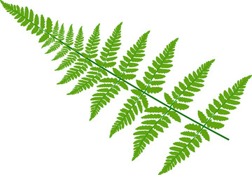 Fern Royalty Free Vector Image - VectorStock