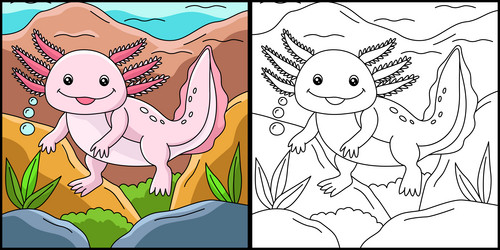 Axolotl coloring page colored Royalty Free Vector Image