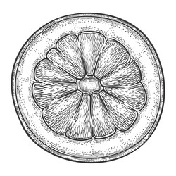 Orange Slice Line Art Vector Images (over 2,200)