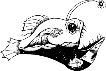Angler Fish Scientific Illustration