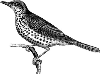 Thrush Vector Images (over 570)