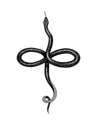 Python Royalty Free Vector Image - VectorStock