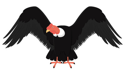 Condor Color Vector Images (over 130)