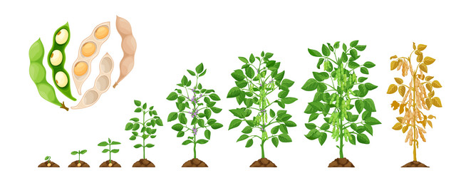Soybean Plant Diagram