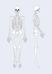 Skeletal system Royalty Free Vector Image - VectorStock