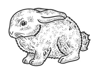 Vintage Rabbit Etching Vector Images (over 180)