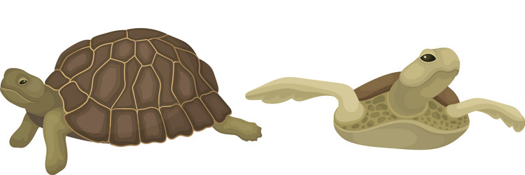 Turtles with bony shell as land-dwelling and sea Vector Image