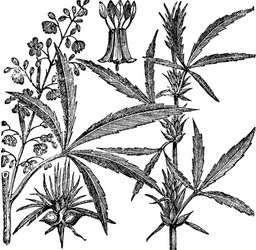 Hemp Vector Images (over 47,000)