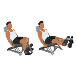 Man doing seated machine leg extensions exercise Vector Image