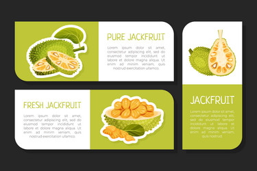 Ripe bright whole jackfruit with green seed coat Vector Image