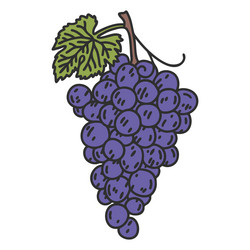 Bunch grapes cut-out Royalty Free Vector Image