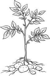 Potato Stem Vector Images (over 140)