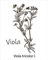 Viola Outline Drawing Vector Images (over 190)