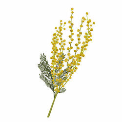 Yellow Wattle Vector Images (over 130)