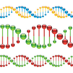 Dna strand in circle and seamless string Vector Image