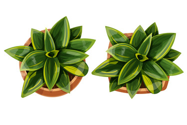 Flower Vase Top View Vector Images (over 100)