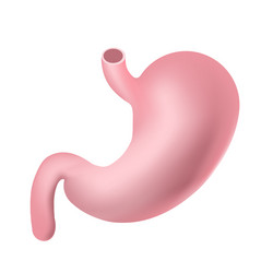 Realistic Stomach Vector Images (over 740)