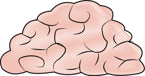 Human brain anatomy image Royalty Free Vector Image