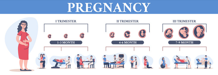Pregnancy month weeks and trimesters chart Vector Image