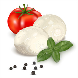 Realistic drawing of italian mozzarella cheese Vector Image