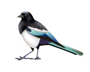 Magpie Vector Images (over 1,100)