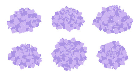 Hydrangea Vector Images (over 4,500)
