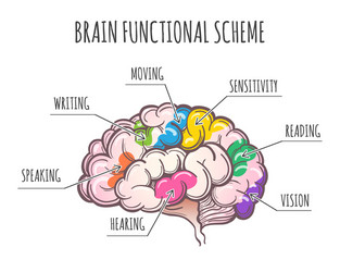 Human brain section Royalty Free Vector Image - VectorStock