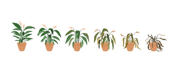 Flower houseplant withering phases flat Royalty Free Vector