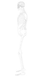 Set with silhouettes human skeleton legs Vector Image