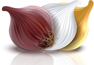 Whole onion color Royalty Free Vector Image - VectorStock