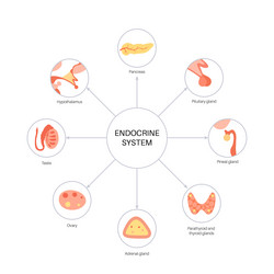 Endocrine system Royalty Free Vector Image - VectorStock