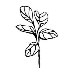 Fiddle leaf figleaf of indoor plant line art Vector Image