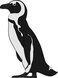 African Penguin Vector Images (over 780)