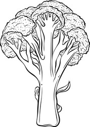 Broccoli branch line art Royalty Free Vector Image