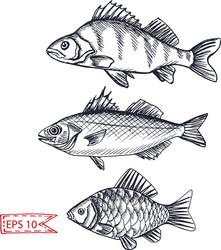Sketch icons salmon fish cut filet and steaks Vector Image