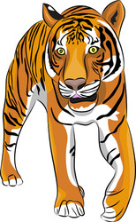 Crawling tiger Royalty Free Vector Image - VectorStock