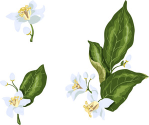 Set with lemon tree parts such as citrus flower Vector Image